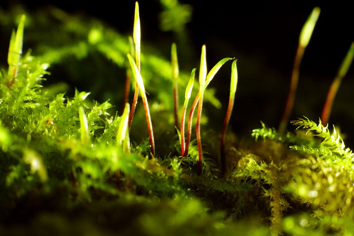 Spotlight | Bryophytes and the Boundary Layer - Withymead Nature Reserve